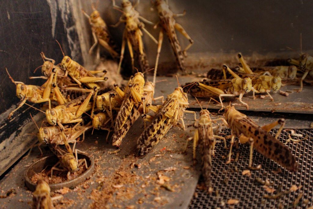 Mass breeding of desert locusts unlocks new food source - SGCI Africa