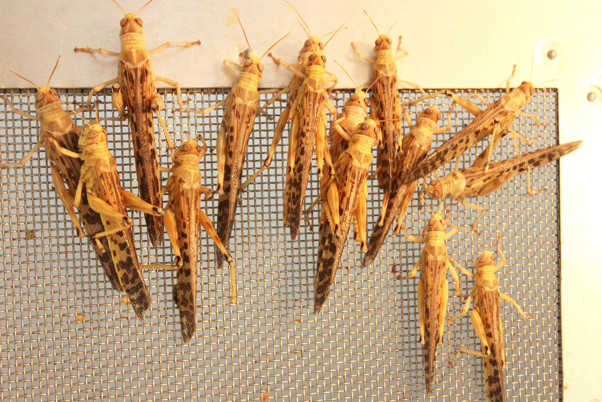 Mass breeding of desert locusts unlocks new food source - SGCI Africa