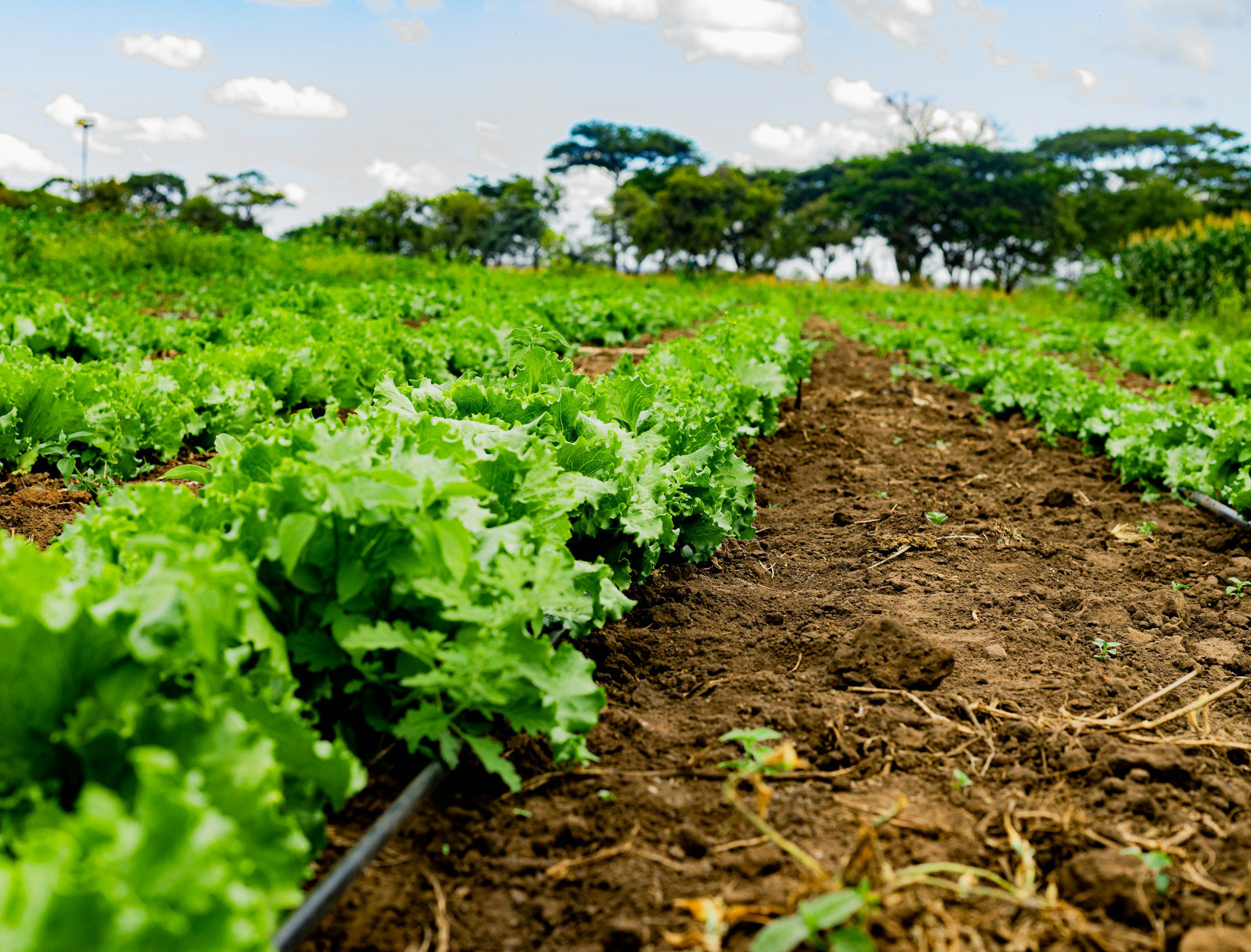 Rwanda’s integrated approach to sustainable agriculture and nutrition ...